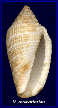 Strombus oldi - A Retrospective